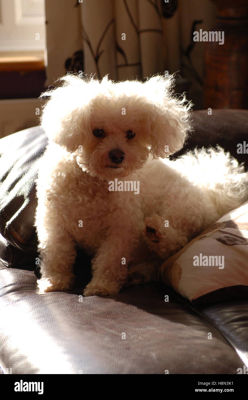 Enzo the dog hi-res stock photography and images - Alamy