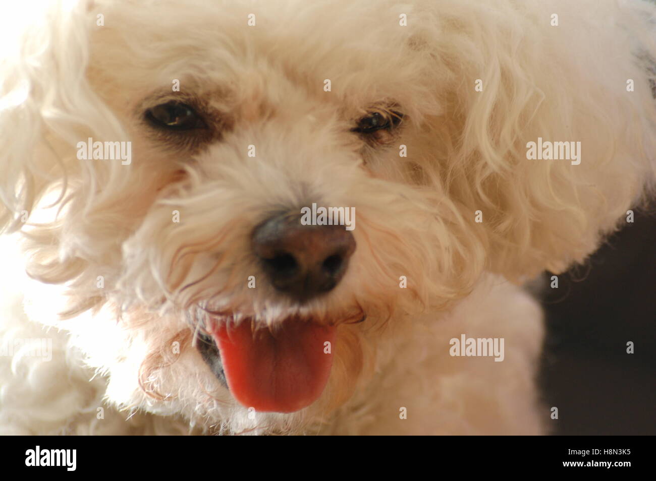 Enzo the dog hi-res stock photography and images - Alamy