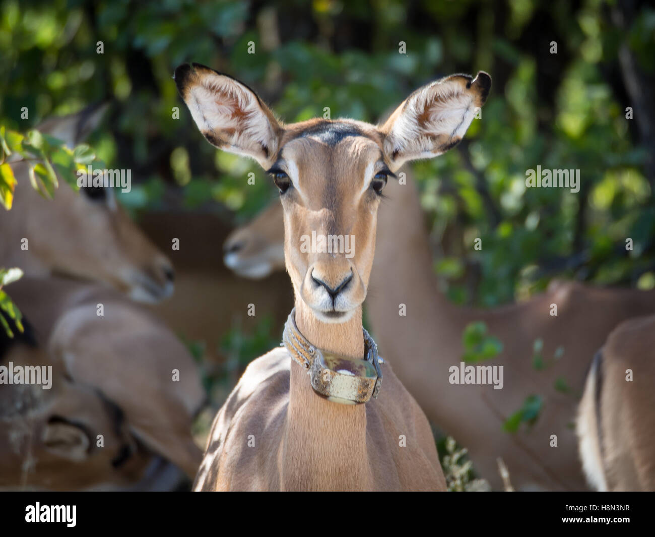 Tracking device hi-res stock photography and images - Alamy