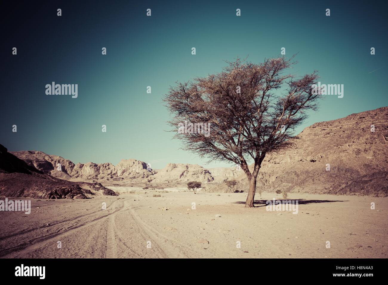 Acacia tree sinai desert egypt hi-res stock photography and images - Alamy