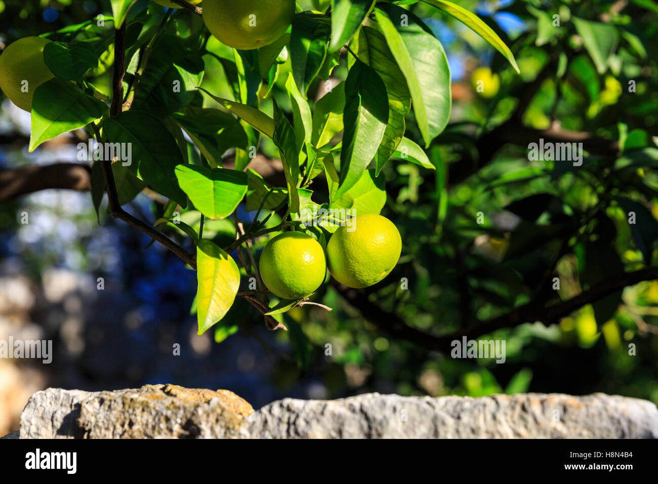 Ripen oranges in an orange tree hi-res stock photography and images - Alamy