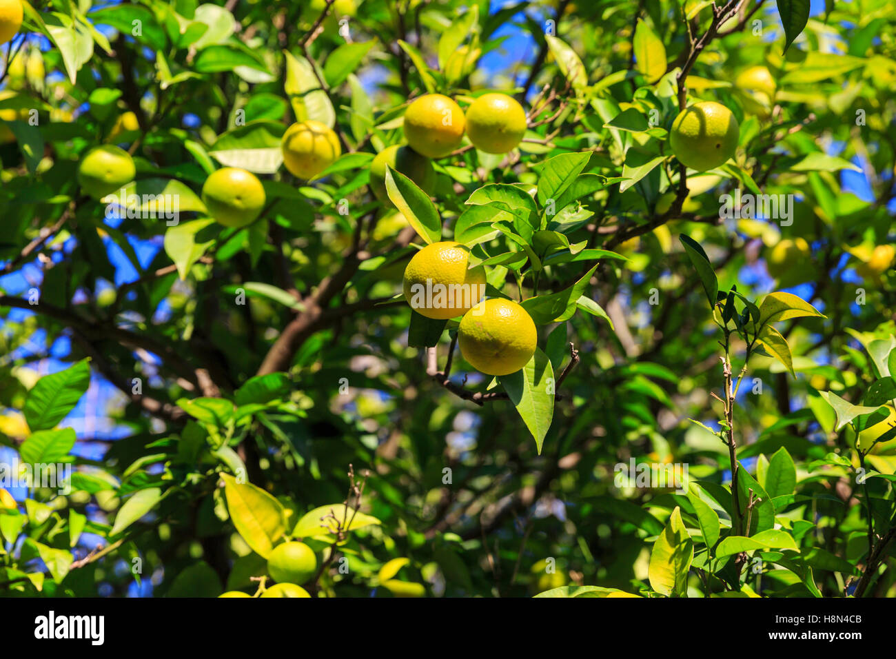 Sunshine on fruit tree hi-res stock photography and images - Alamy