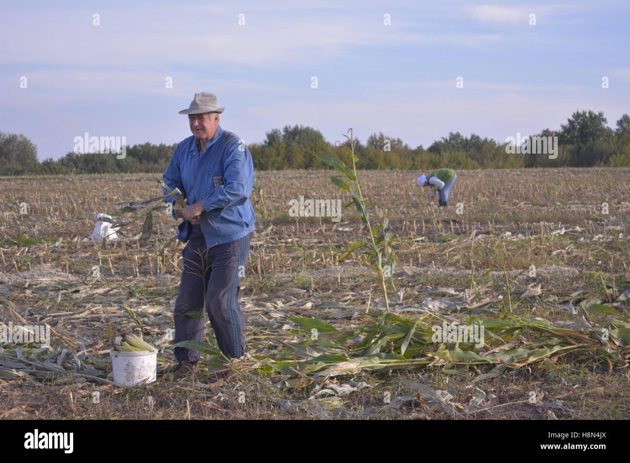 cornfield, village, pick corn, nature, autumn Stock Photo - Alamy