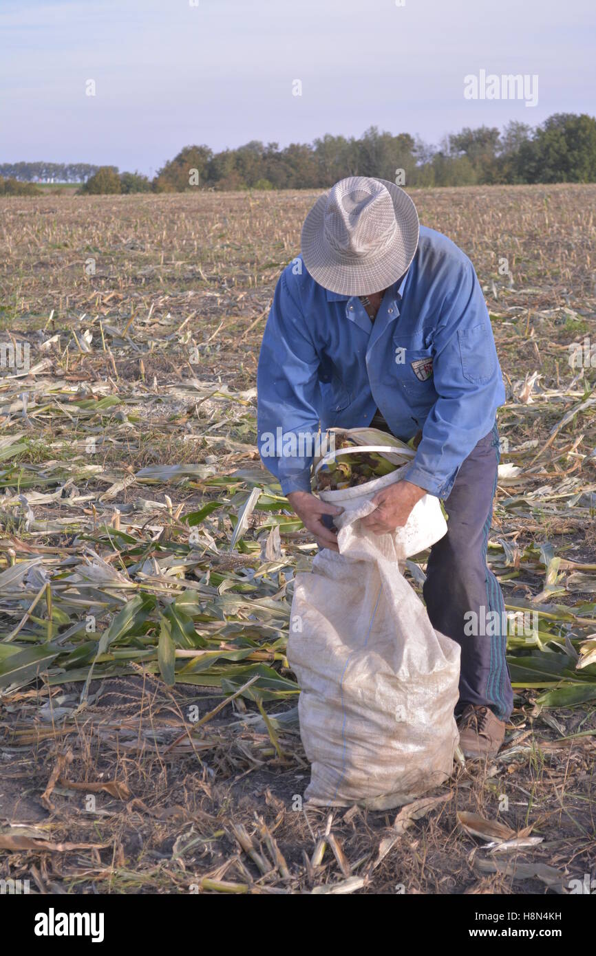 cornfield, village, pick corn, nature, autumn Stock Photo - Alamy