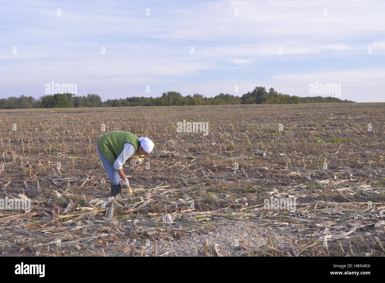 cornfield, village, pick corn, nature, autumn Stock Photo - Alamy