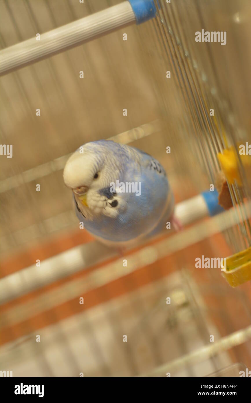 Budgerigar melopsittacus undulatus parrot hi-res stock photography and ...