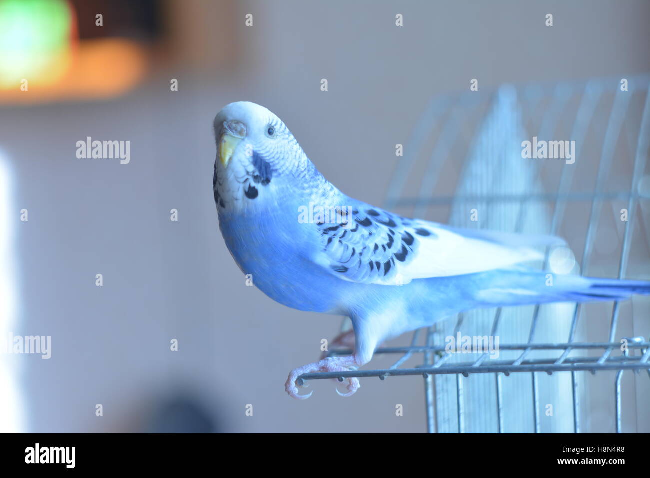 parrot, melopsittacus undulatus, budgerigar Stock Photo - Alamy