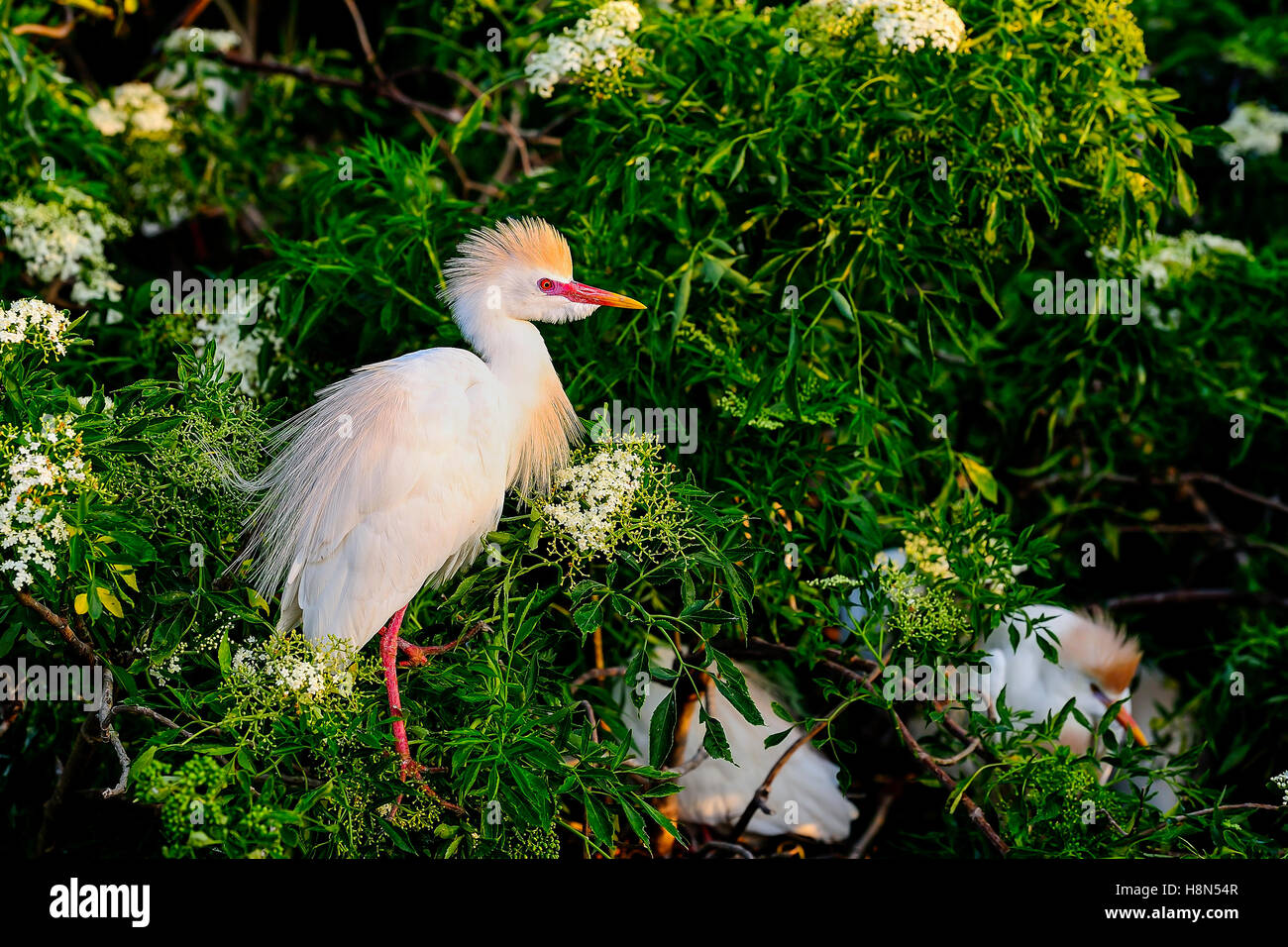 Cattle egret nesting hi-res stock photography and images - Alamy