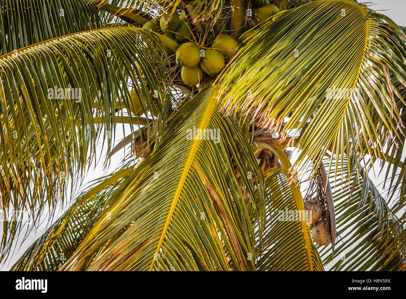Coconuts on top of tree Stock Photo - Alamy