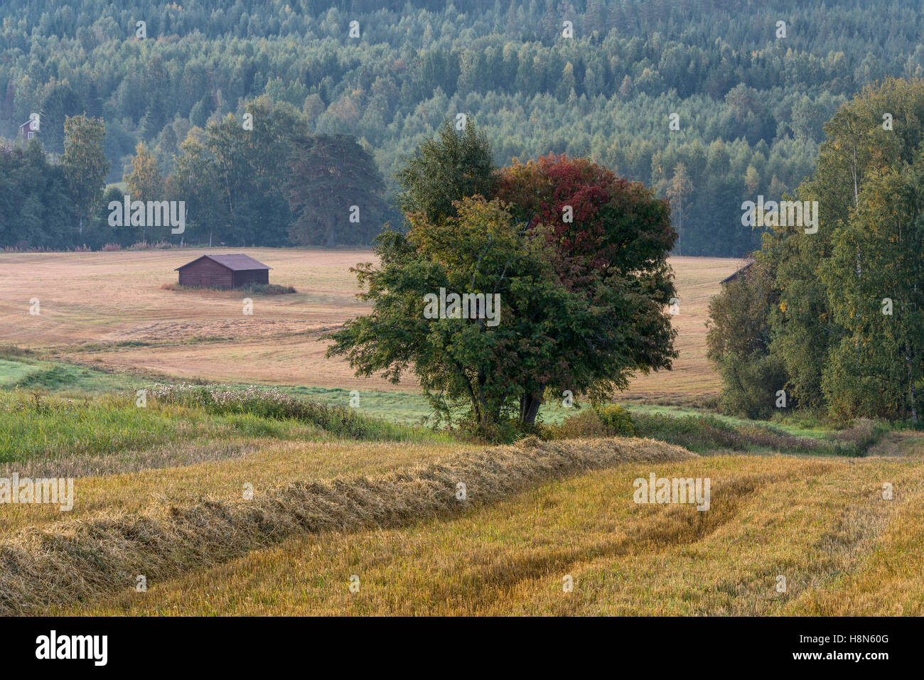 Sweden Agriculture Landscape High Resolution Stock Photography and ...