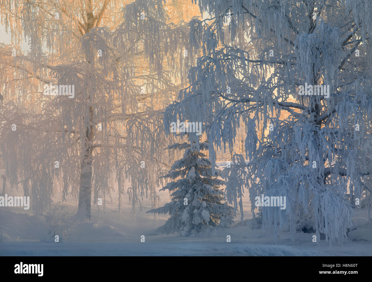 Backlit trees snow hi-res stock photography and images - Alamy