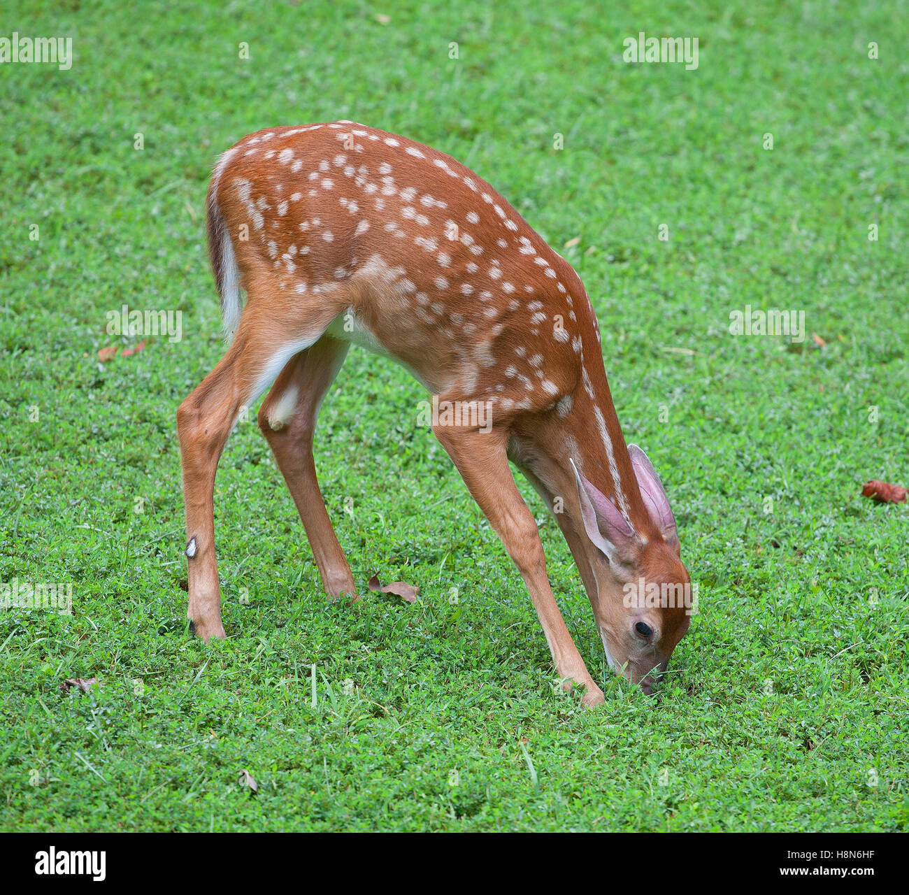 Whitetail deer fawn in spots eating on the grass Stock Photo - Alamy