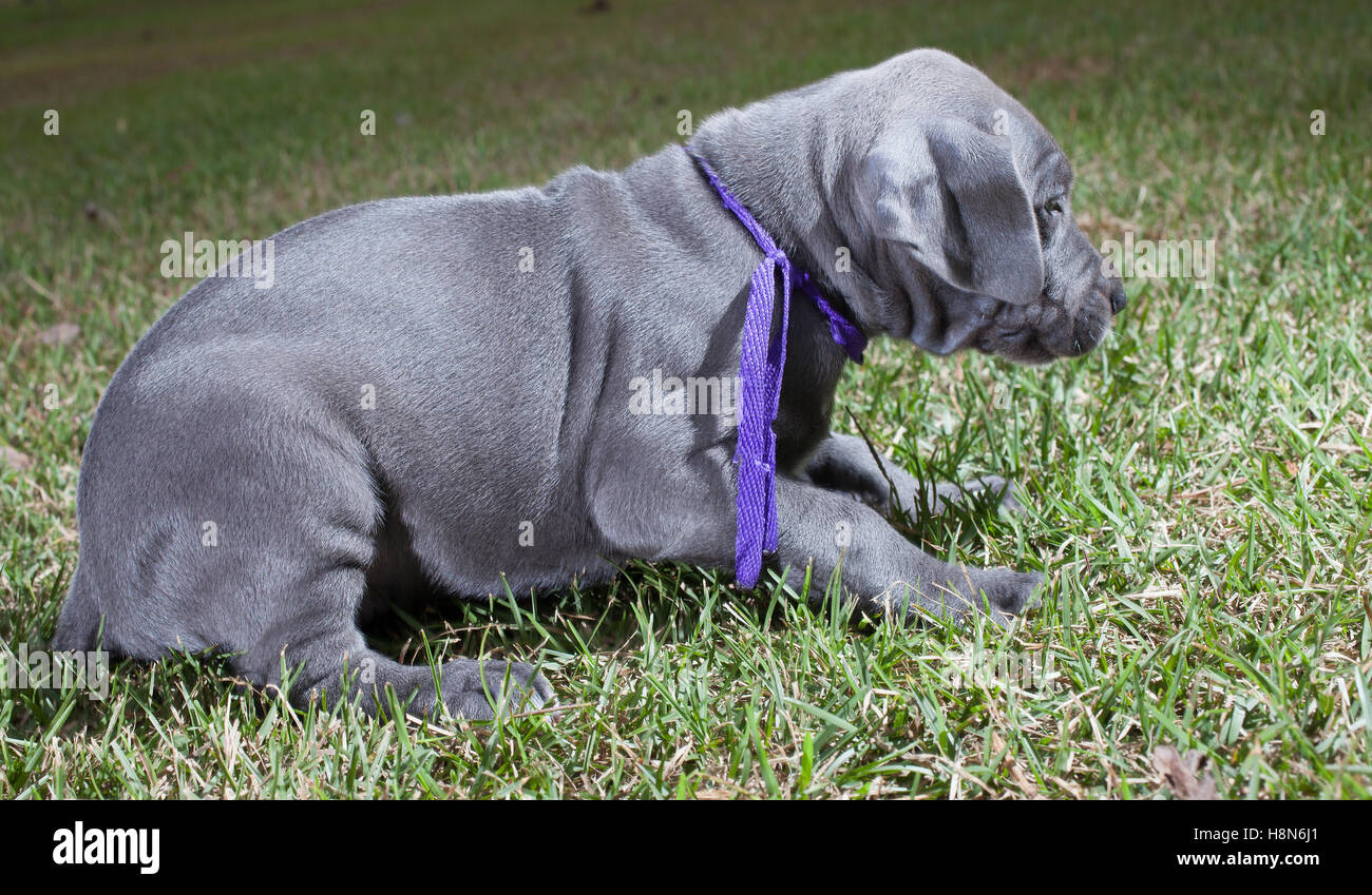 Grey Great Dane puppy on the grass for the first time Stock Photo - Alamy