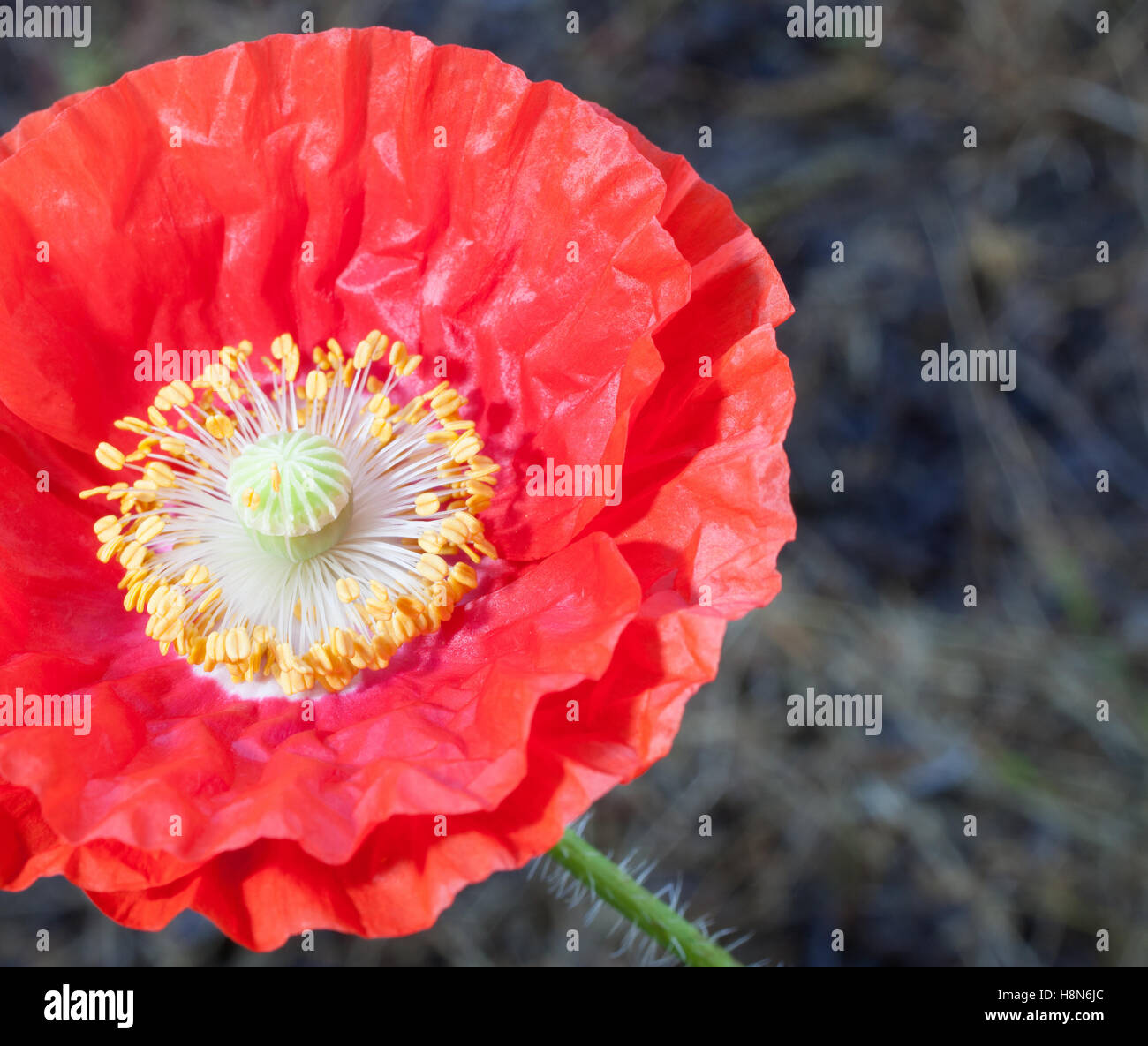 Single red poppy flower in a dark field Stock Photo - Alamy