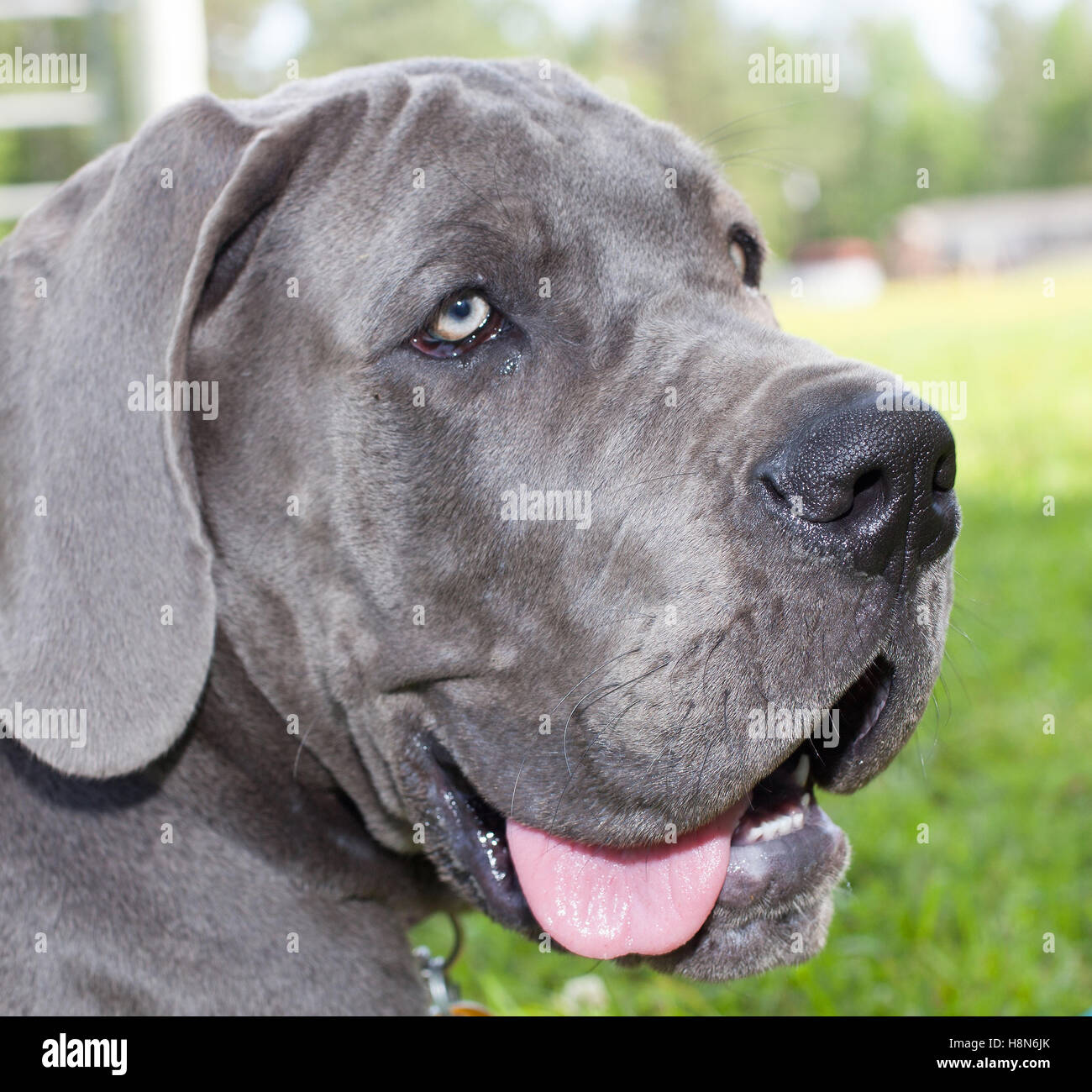 Head shot of a grey Great Dane puppy on a field Stock Photo - Alamy