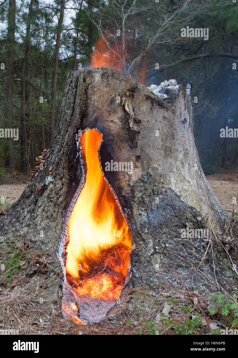 Hollow pine tree stump that has flames inside Stock Photo - Alamy
