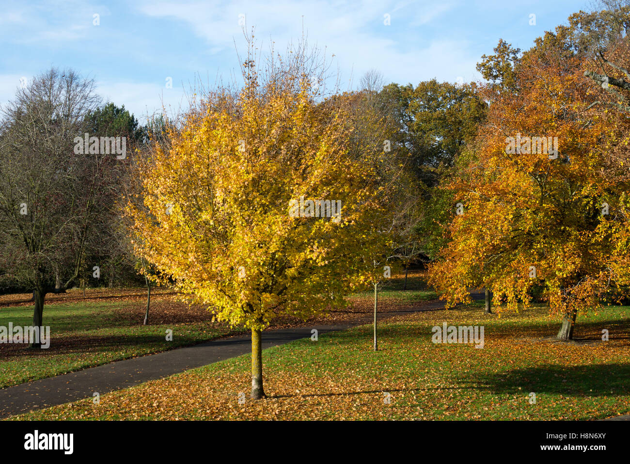 Autumnal view public parks open space trees english britain british hi ...
