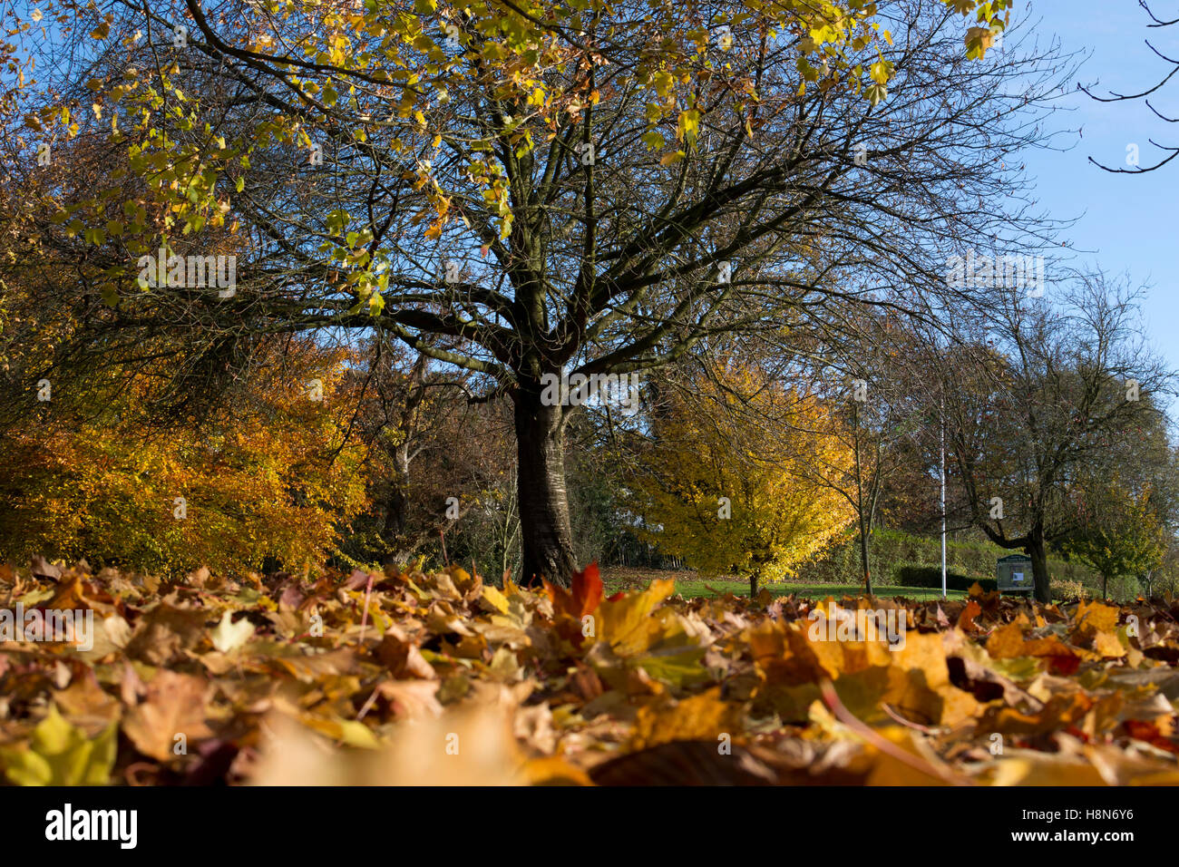 Knowle Park Stock Photos & Knowle Park Stock Images - Alamy
