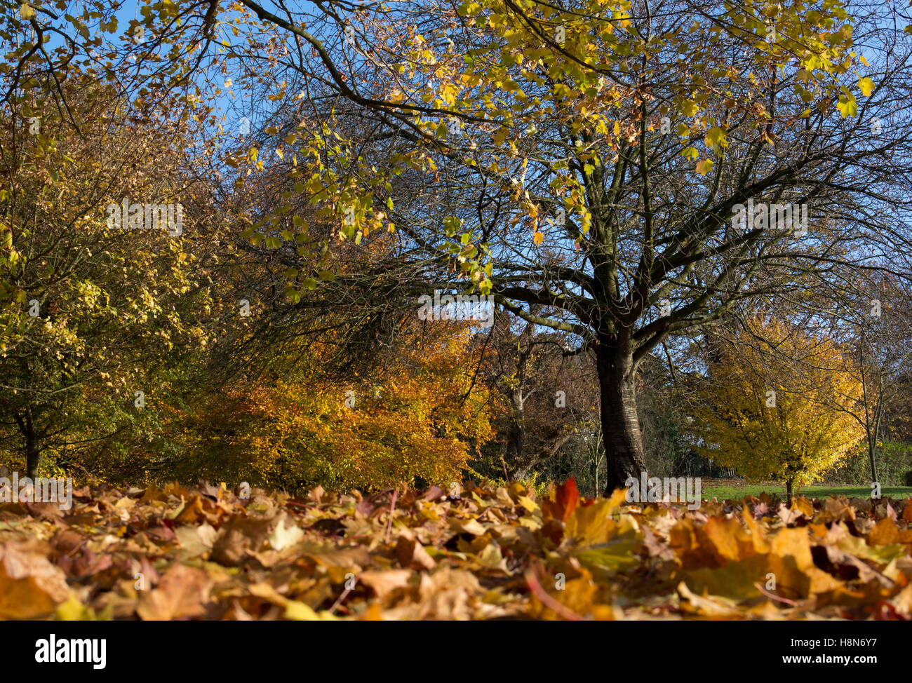Knowle park hi-res stock photography and images - Alamy
