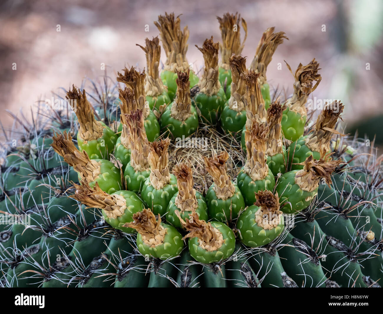 Ferocactus hi-res stock photography and images - Alamy