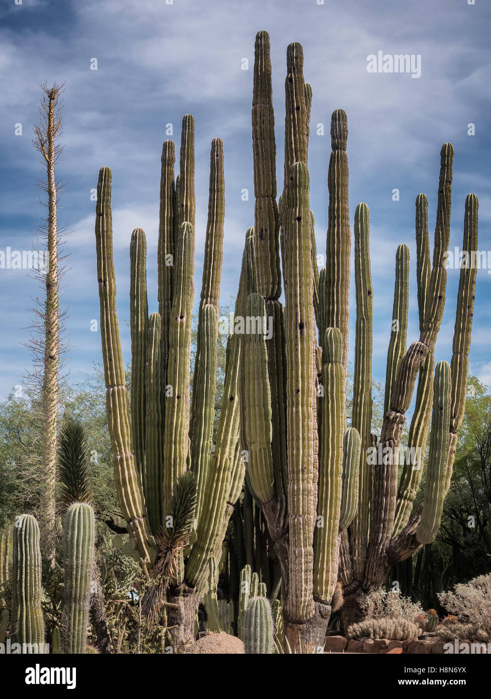 Tall desert plant hi-res stock photography and images - Alamy