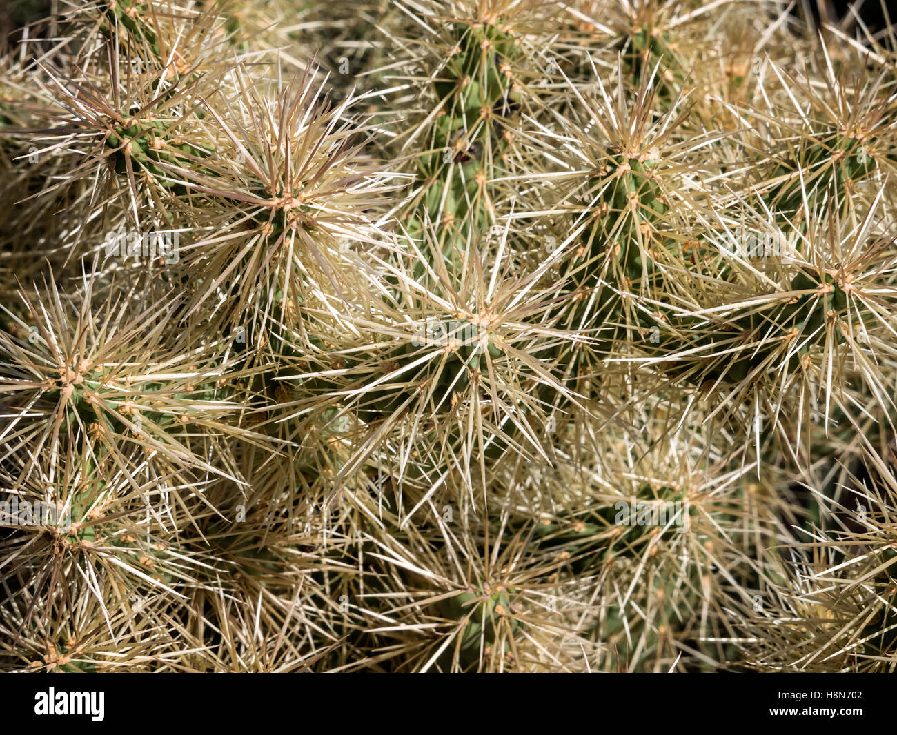 Spiny desert hi-res stock photography and images - Alamy