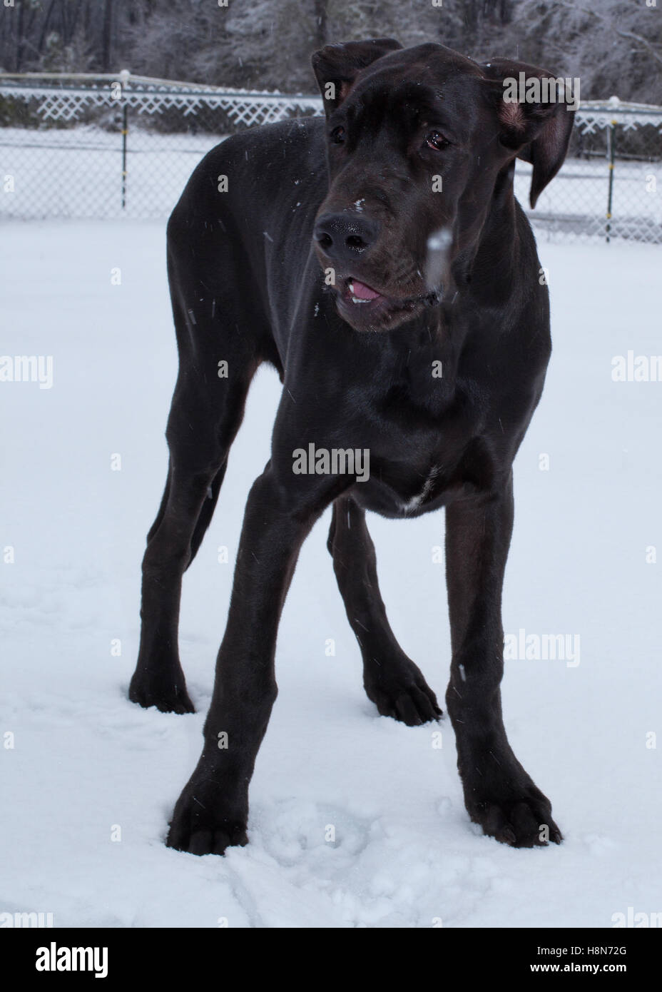 Black great Dane in the snow with its mouth open Stock Photo - Alamy