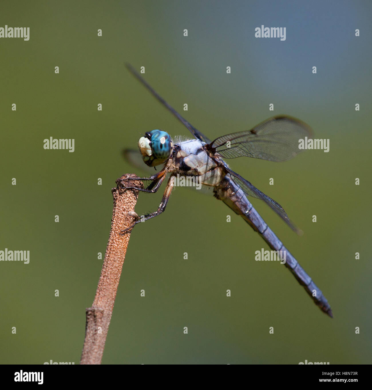 Dragonfly perch on stick hi-res stock photography and images - Alamy