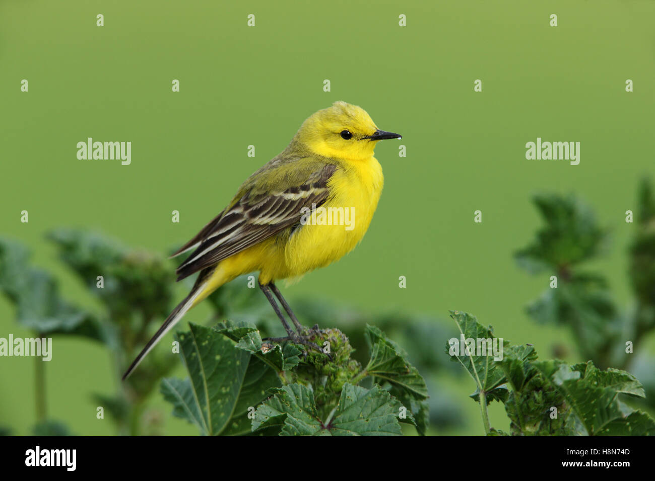 Yellow Wagtail Motacilla flava flavissima male bird perched on Tree ...