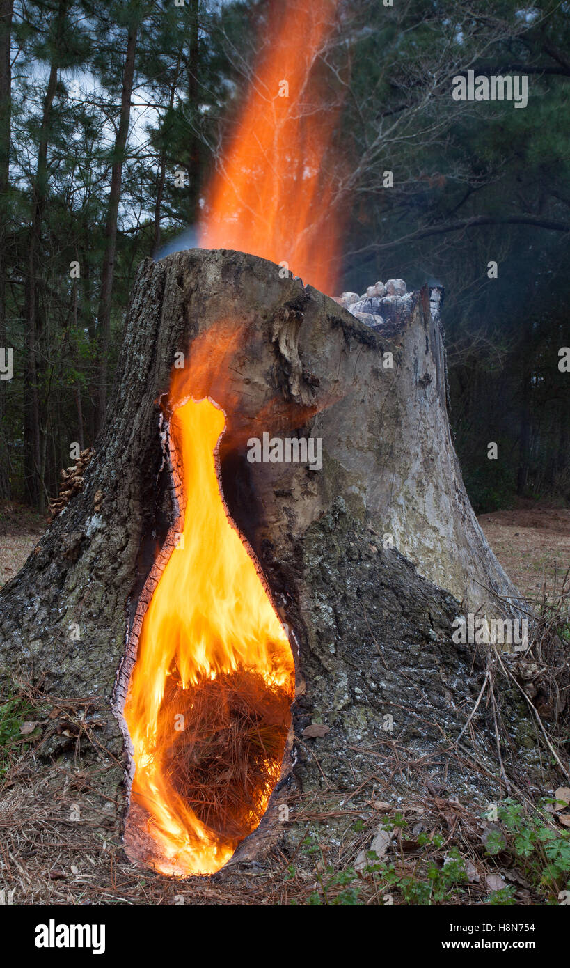 Hollow tree stump hi-res stock photography and images - Alamy