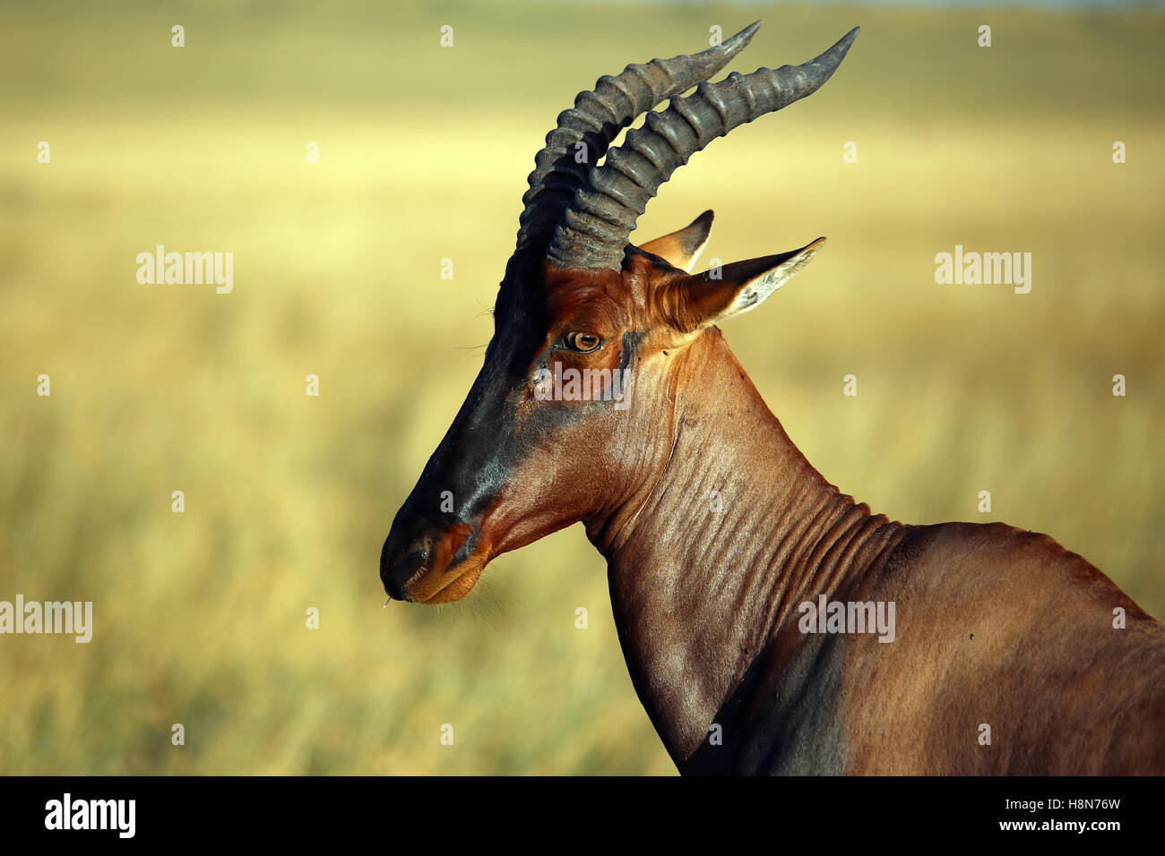 Antelope on savanna, Masai Mara, Kenya Stock Photo - Alamy