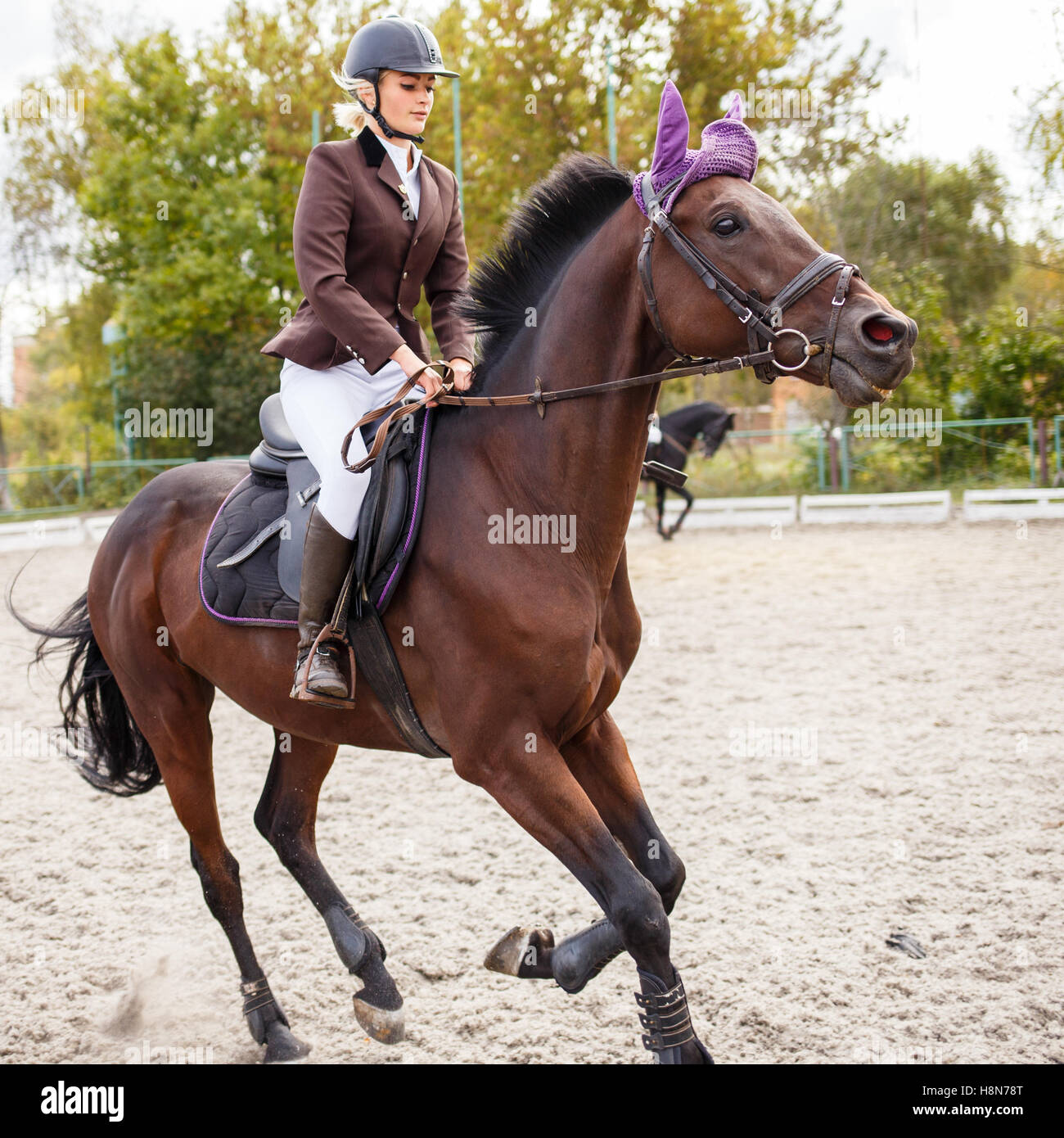 Young female rider on equestrian competition. Close up image of ...