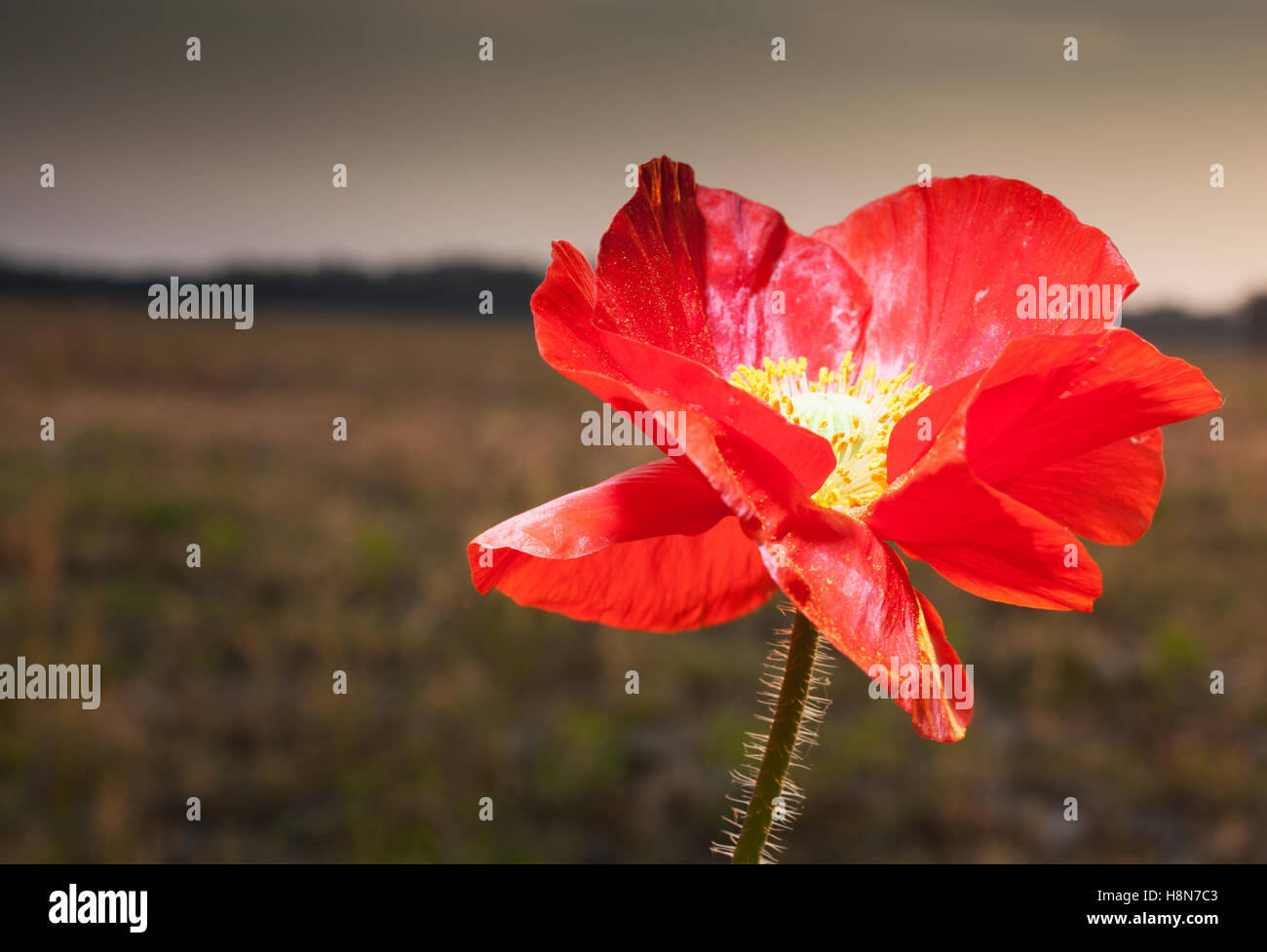 Single red poppy flower in front of a field getting darker Stock Photo ...