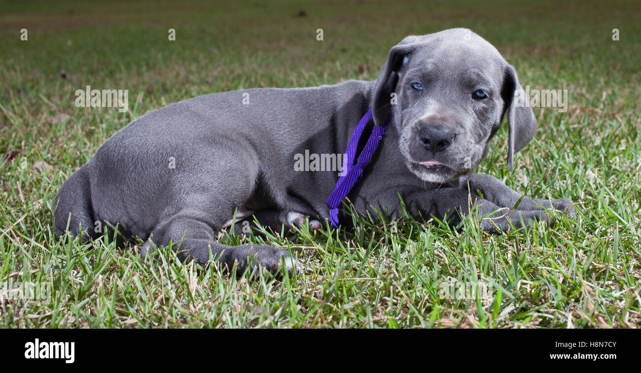 Young grey Great Dane puppy lying on the grass Stock Photo - Alamy