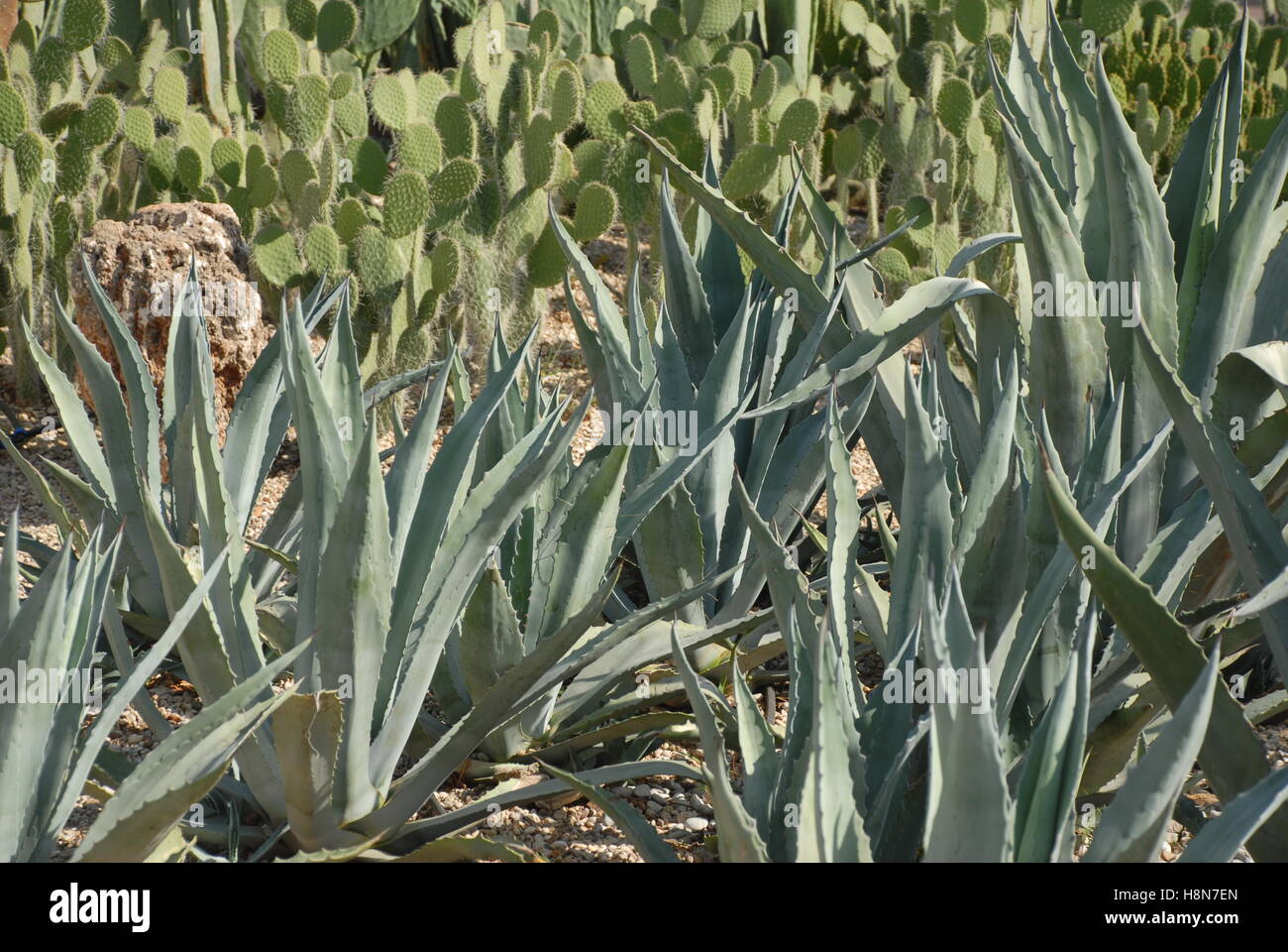 Desert mexico cactus hi-res stock photography and images - Alamy
