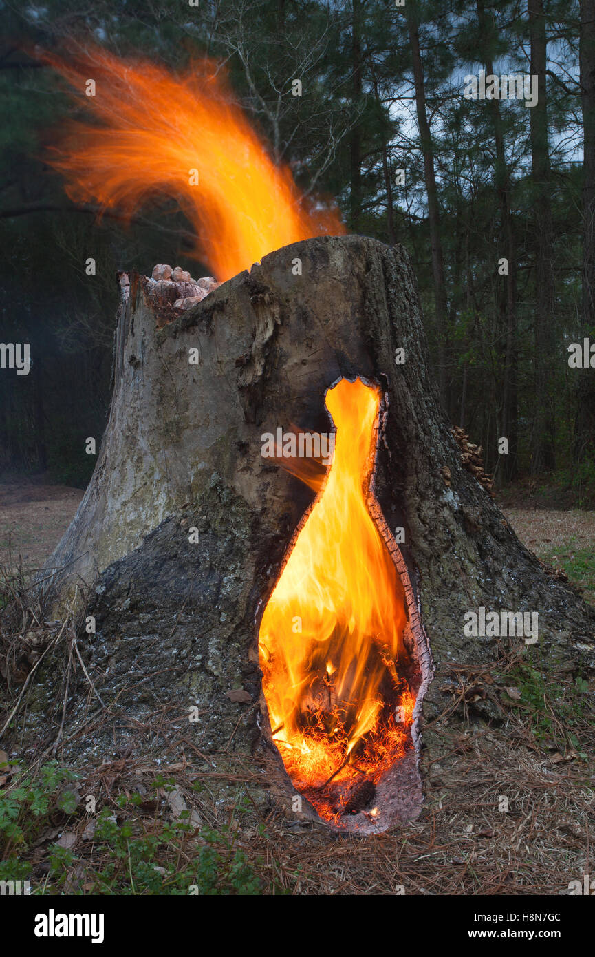 Flames coming from a hollow pine tree stump Stock Photo - Alamy