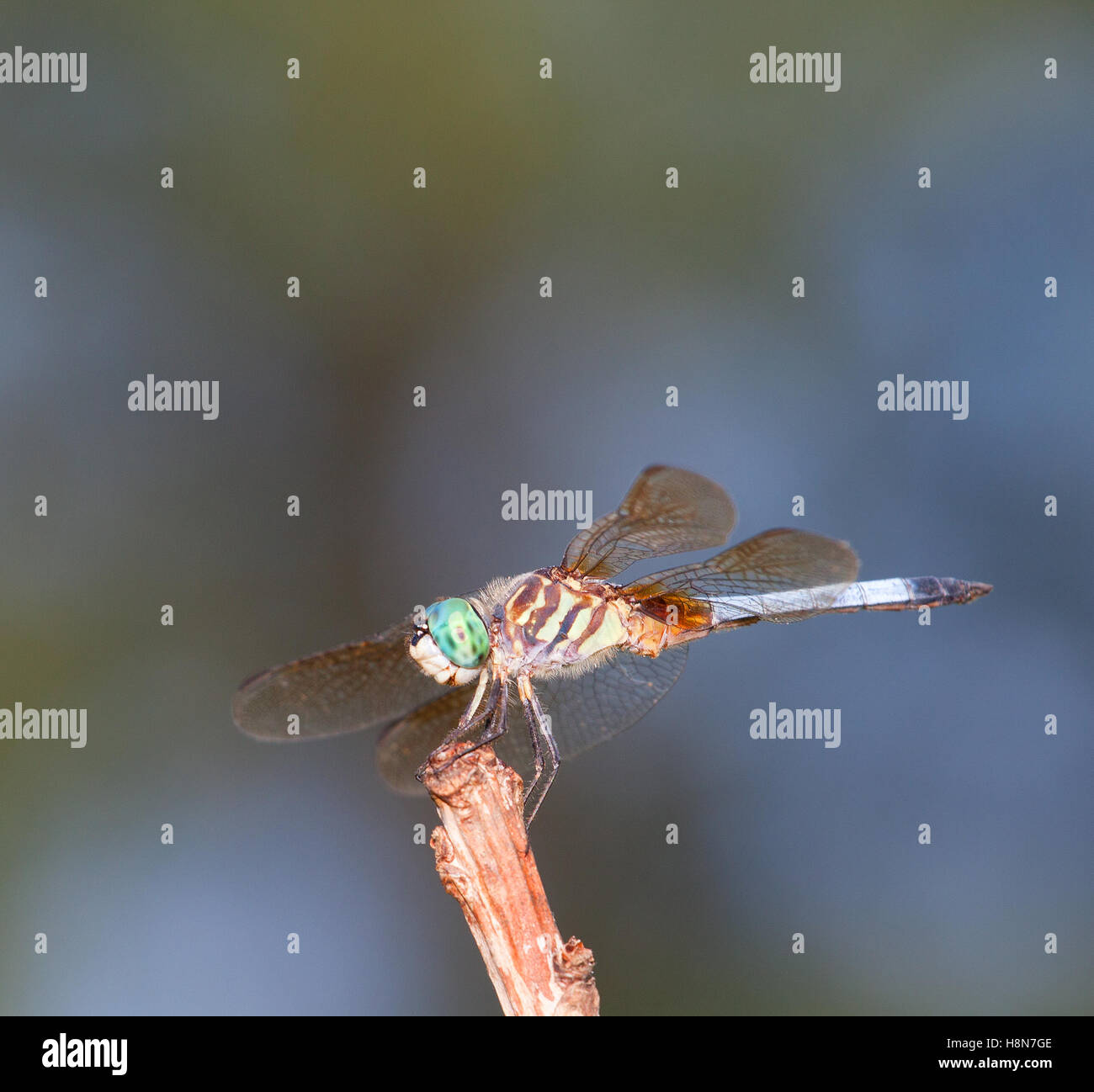Dragonfly with a green and blue head that is on a stick Stock Photo - Alamy