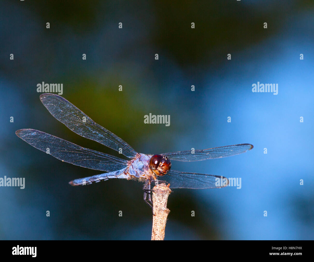 Dragonfly that looks like it is keeping a low profile Stock Photo - Alamy