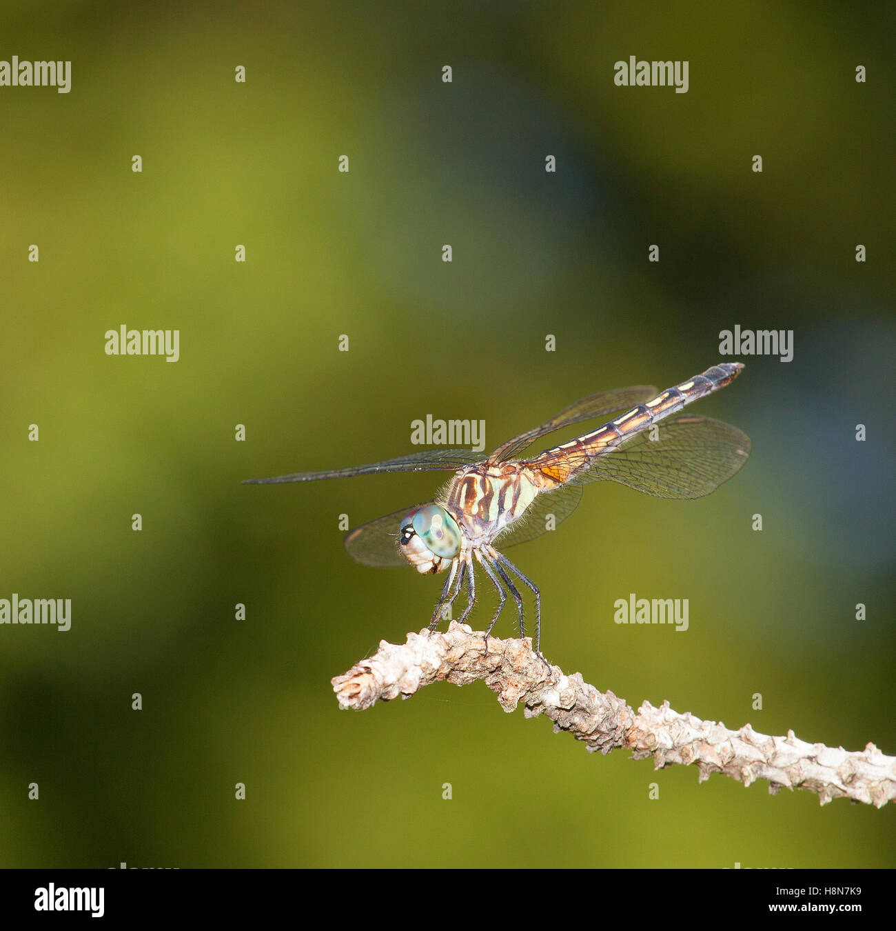Light green dragonfly that looks like it is almost smiling Stock Photo ...