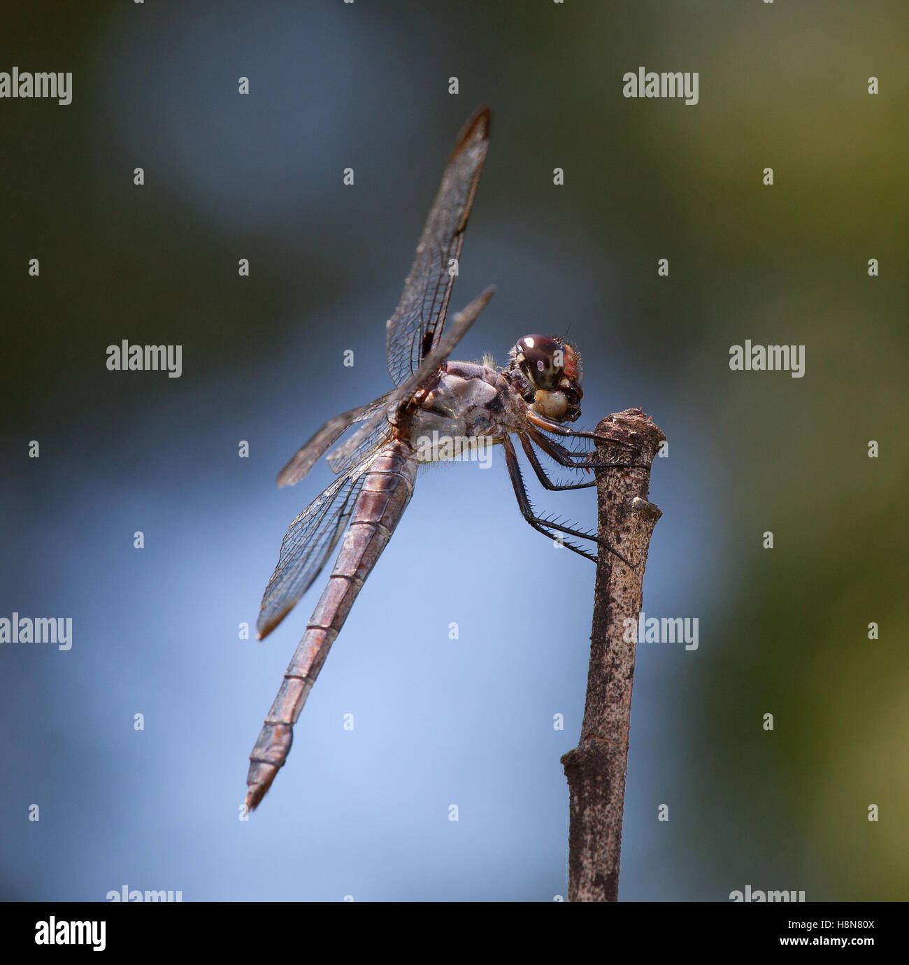 Dragonfly with a gray body ready to attack an insect Stock Photo - Alamy