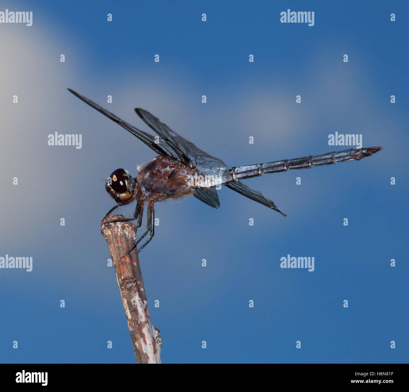 Dead stick hi-res stock photography and images - Alamy