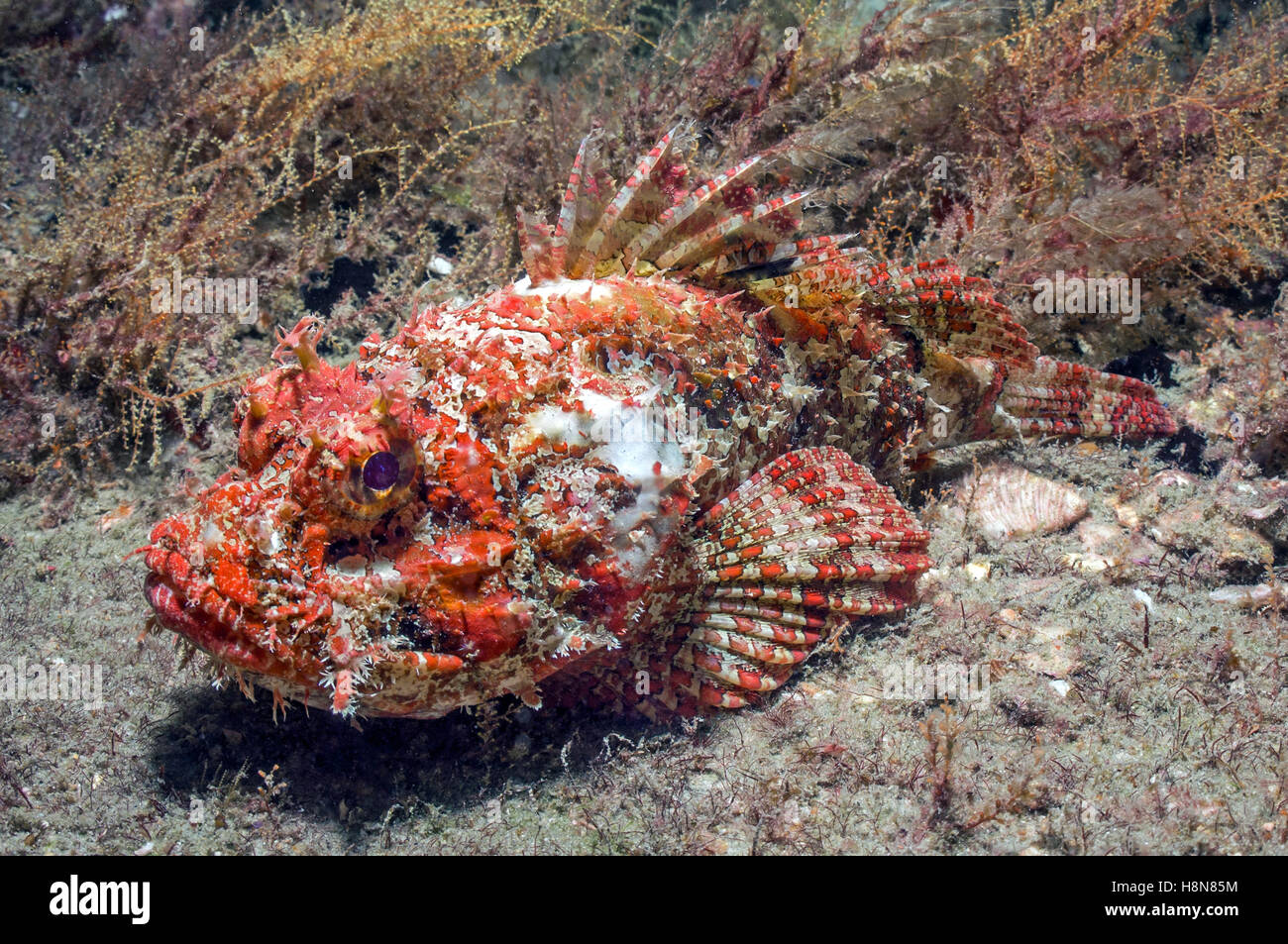 Spotted Scorpionfish High Resolution Stock Photography and Images - Alamy