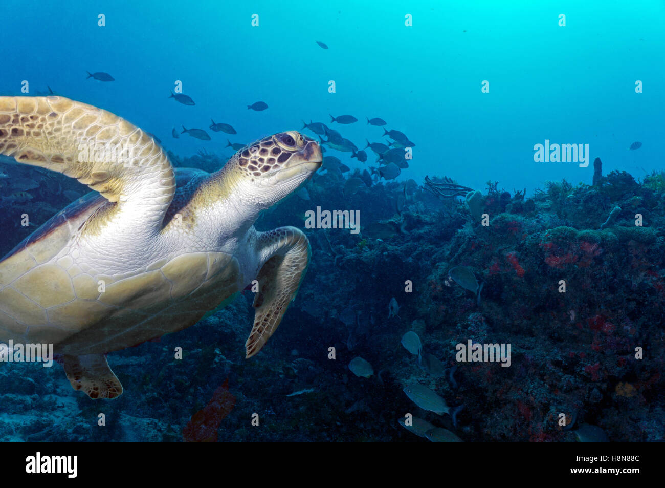 Green sea turtle florida hi-res stock photography and images - Alamy