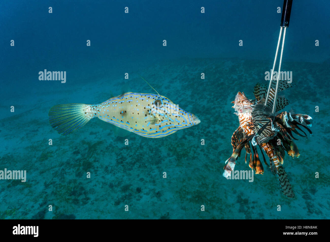 Fish eating endangered species hi-res stock photography and images - Alamy