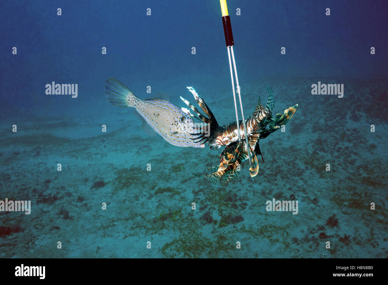 filefish eating lionfish on spear Stock Photo - Alamy
