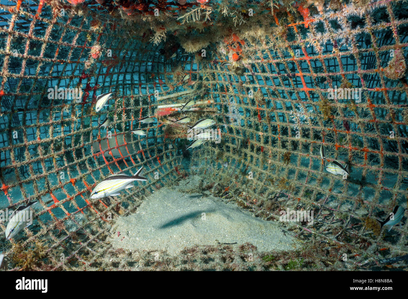 Ghost trap hi-res stock photography and images - Alamy