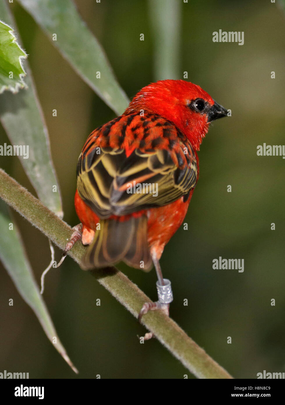 Cardinal fody hi-res stock photography and images - Alamy