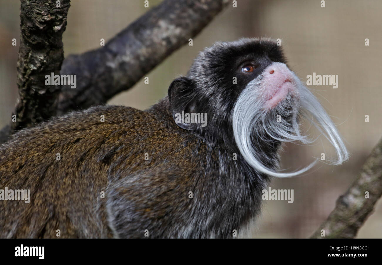 Emperor Tamarin (saguinus imperator Stock Photo - Alamy
