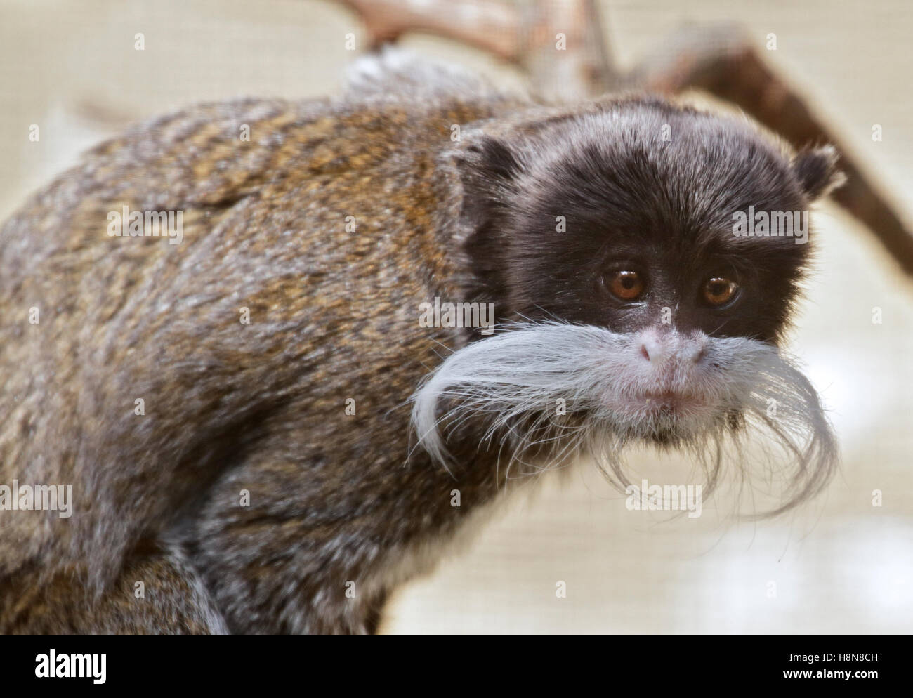 Emperor Tamarin (saguinus imperator Stock Photo - Alamy
