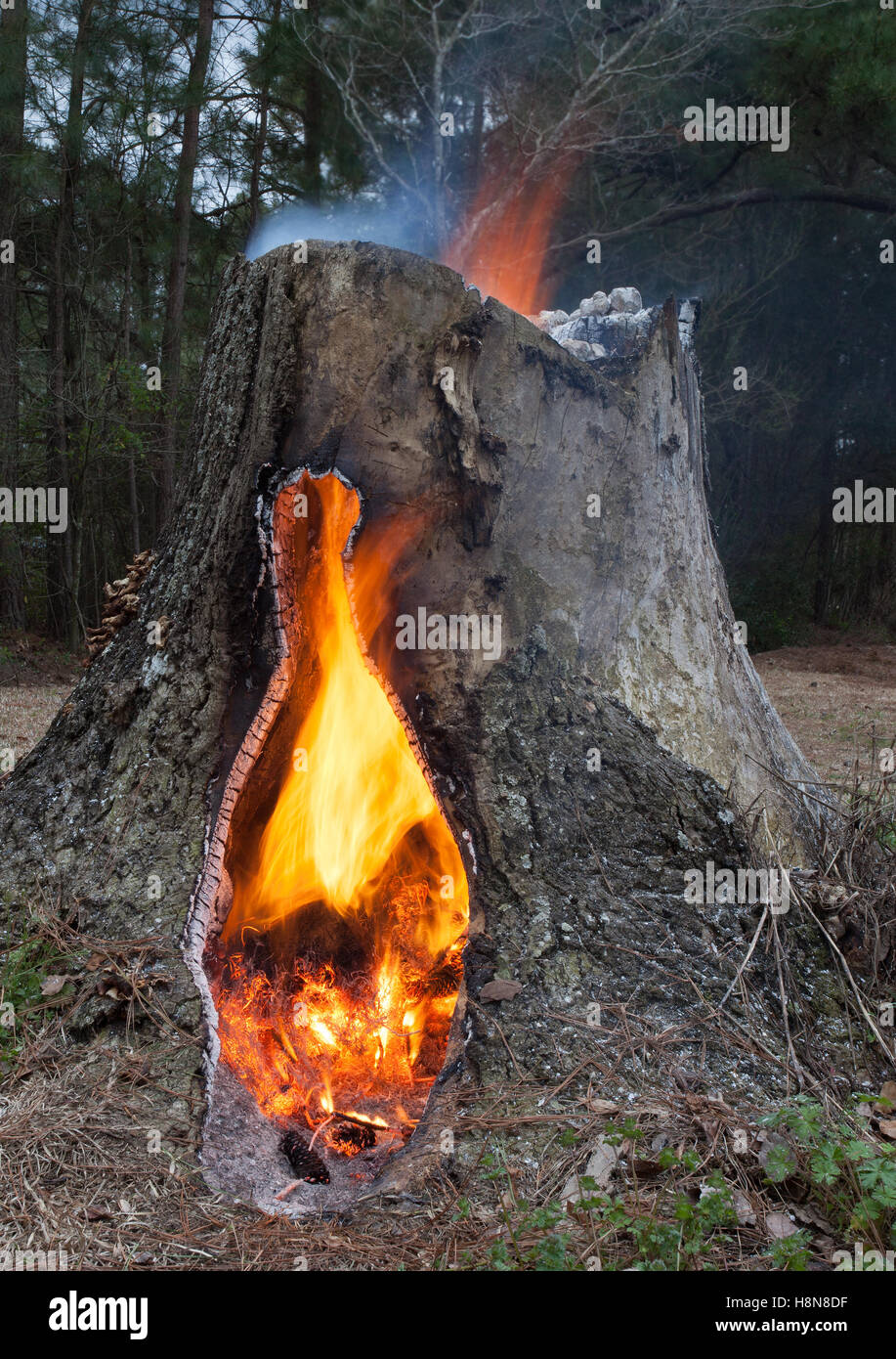 Pine tree stump that is hollow with flames inside Stock Photo - Alamy